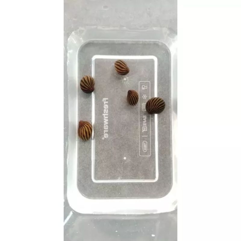 Jual keong hias / keong aquascape / keong batik | Shopee Indonesia