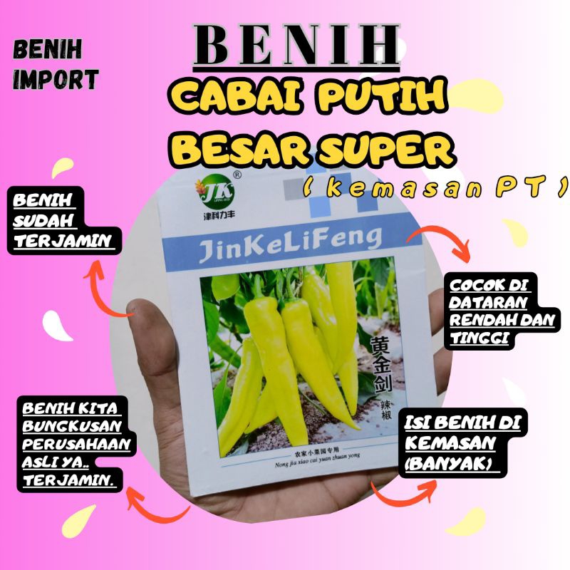 Jual BENIH CABAI PUTIH BESAR SUPER BERKUALITAS TINGGI | Shopee Indonesia