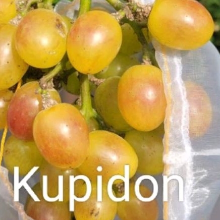 Jual anggur import kupidon | Shopee Indonesia