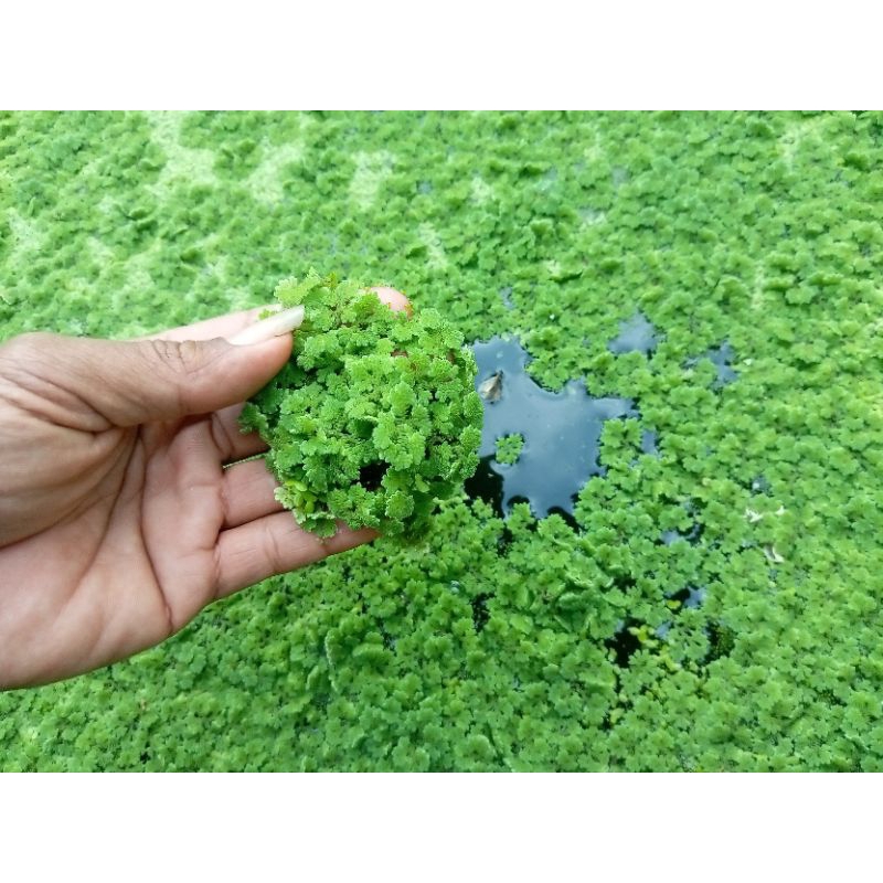 Jual TANAMAN LUMUT AZOLA HIDUP SEGAR 500 GRAM | Shopee Indonesia