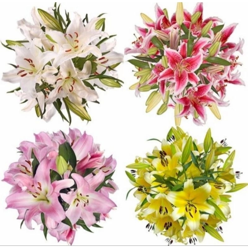 Jual Bunga lily impor fresh isi 3 sampe 5 bunga | Shopee Indonesia