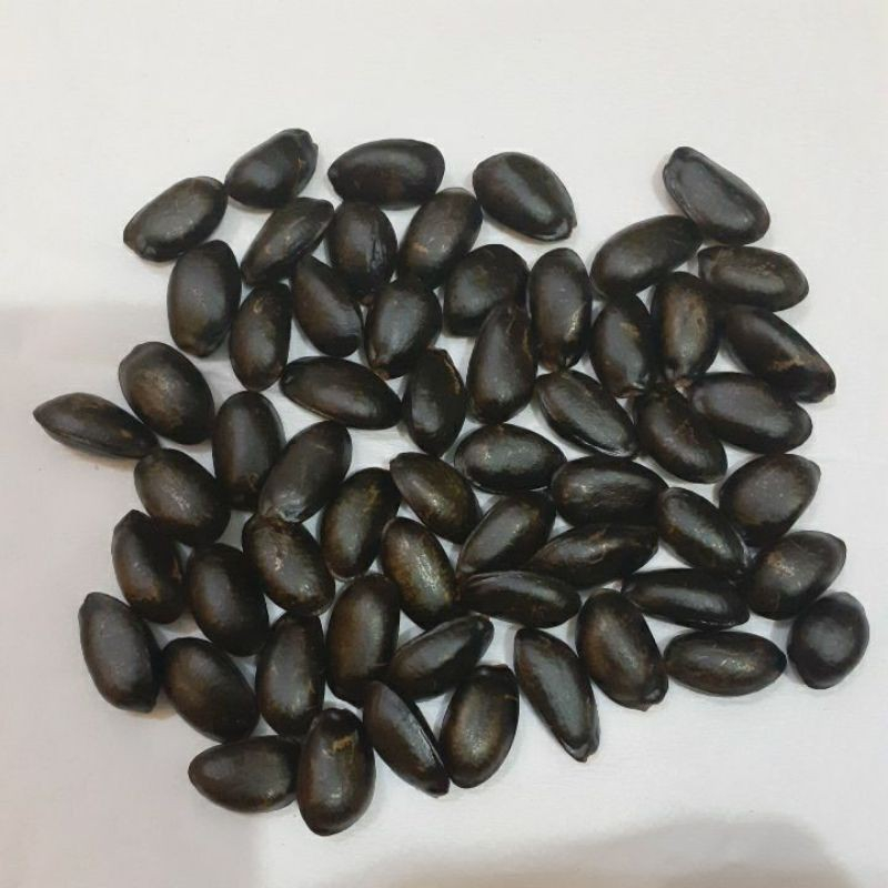 Jual Benih biji pohon tanaman buah mulwo-srikaya patek-Surikaya Patek ...