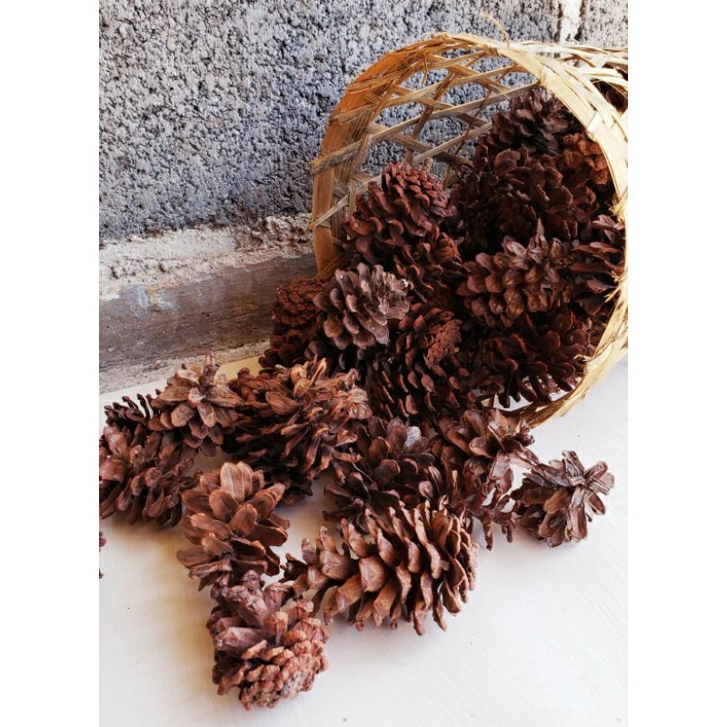 Jual bunga pinus kering untuk craft 20 biji | Shopee Indonesia