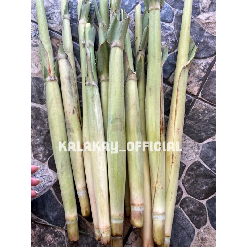 Jual Terubuk Sayur Segar 1kg / Terubus Tebu Telur | Shopee Indonesia