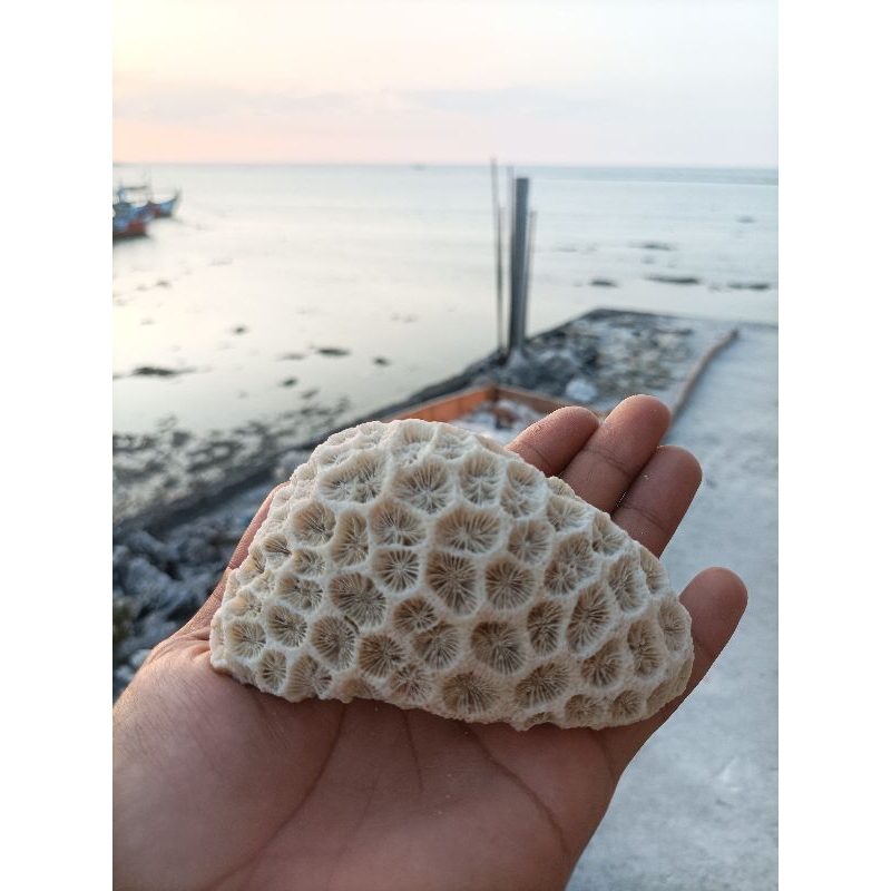 Jual Batu karang asli laut peningkat PH air batu karang aquarium ...