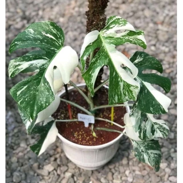 Jual monstera varigata | Shopee Indonesia