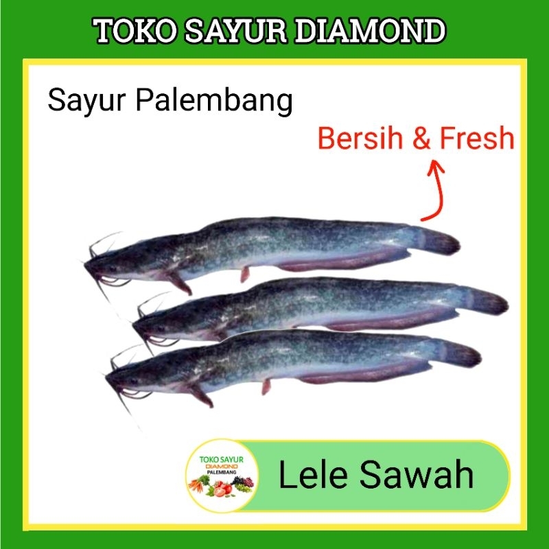 Jual Ikan Lele Sawah - Fresh Palembang | Shopee Indonesia