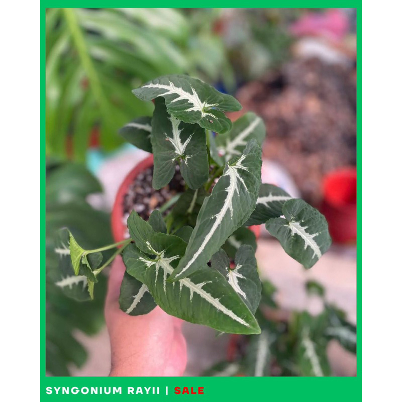 Jual Tanaman Hias Syngonium Rayii, Murah dan Rimbun | Shopee Indonesia