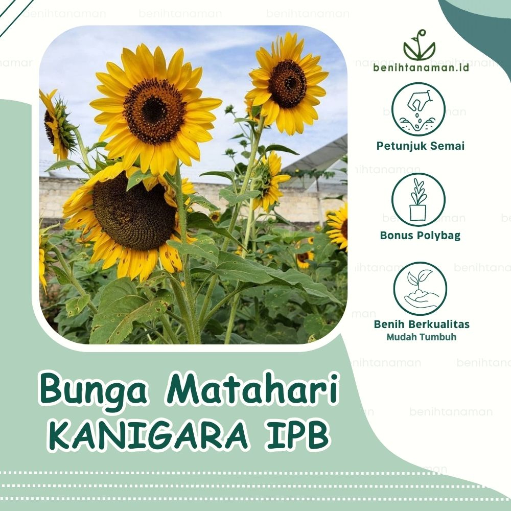 Jual 3 Biji - Benih Bunga Matahari KANIGARA IPB | Shopee Indonesia