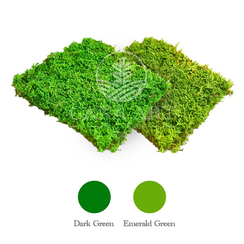 Jual Preserved Sheet Moss/Dried Sheet Moss 500g (100% Lumut Lembaran ...