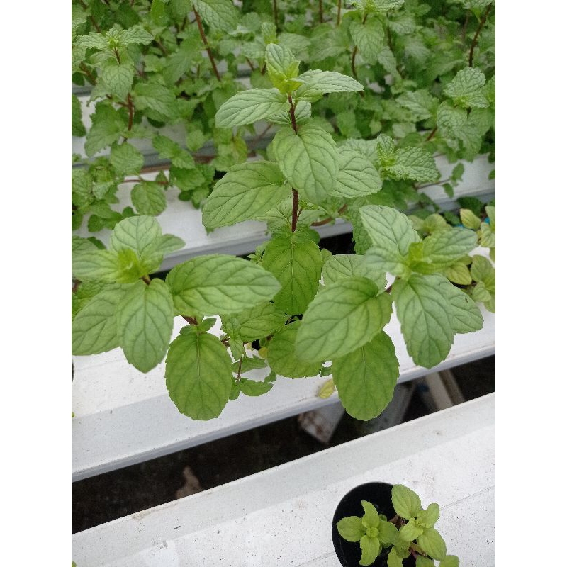 Jual Tanaman Mint jenis Sweet Mint | Shopee Indonesia