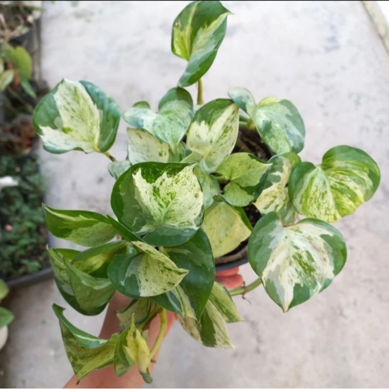 Jual Tanaman Hias Epipremnum Manjula / Sirih Manjula / Manjula pothos ...