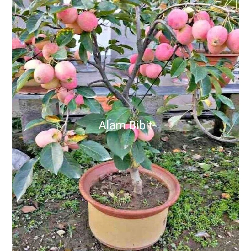 Jual BIBIT APEL FUJI SUPER (CEPAT BERBUAH)BISA DI TARUH POT | Shopee ...