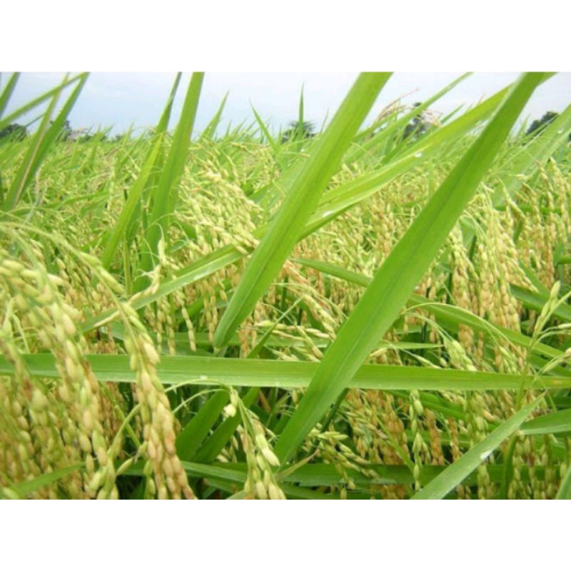 Jual Benih bibit padi ketan putih berkulitas 1kg | Shopee Indonesia