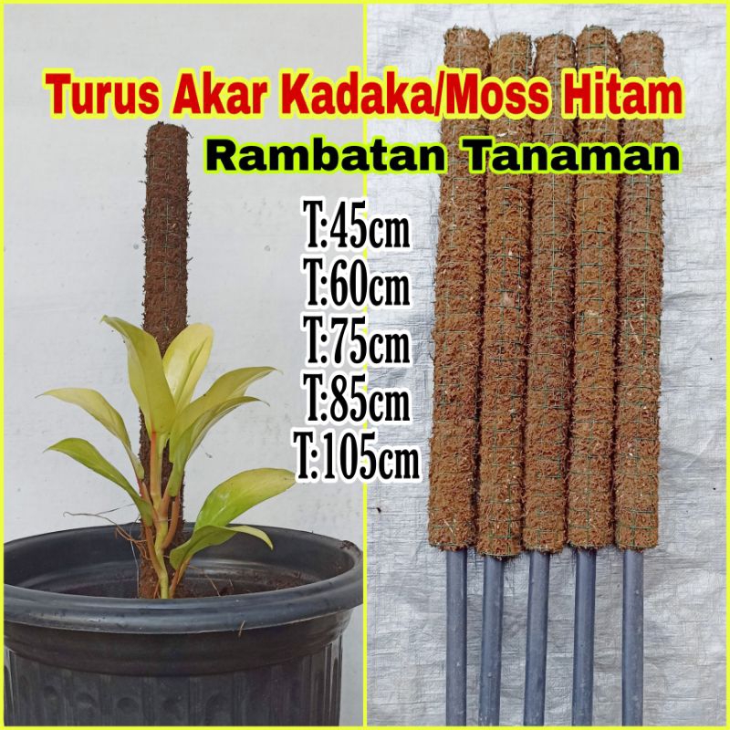 Jual Turus Penyangga Tanaman/Turus Akar Kadaka Moss Hitam Rambatan ...