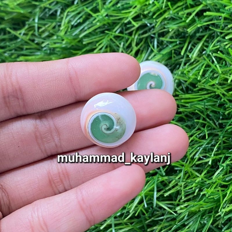 Jual batu akik keong fosfor (S) | Shopee Indonesia