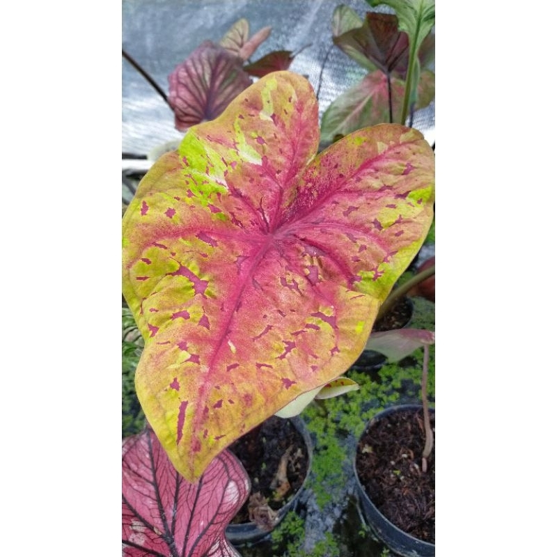 Jual caladium kuning id sprakley | Shopee Indonesia