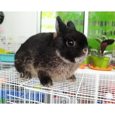 Jual KELINCI NETELAND DWAFT PALING MURAH DAN MURNI | Shopee Indonesia