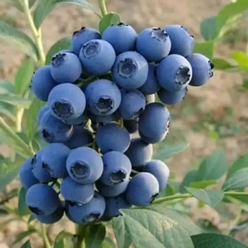 Jual Bibit Tanaman Blueberry janfruit persilangan | Shopee Indonesia