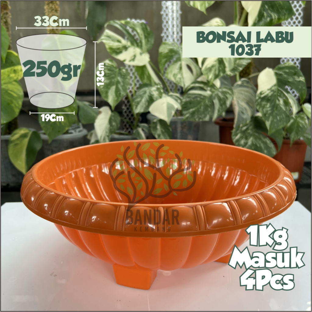 Jual pot bibit bunga tanman hias Lavenia Gentong Labu 1037 produk ...