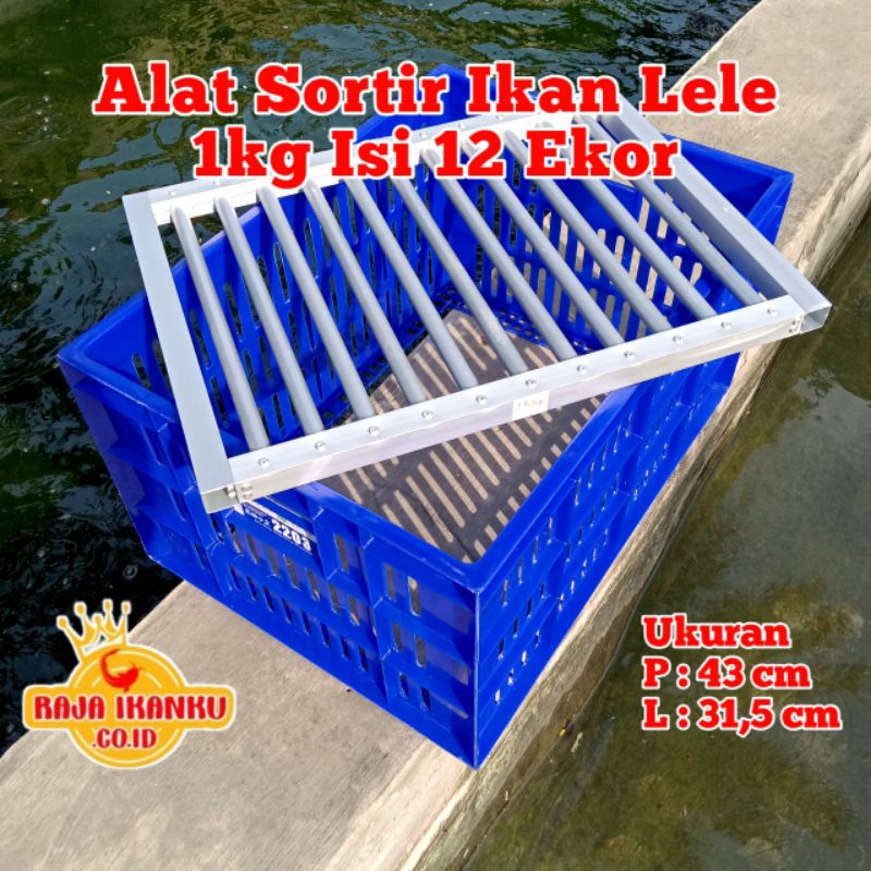 Jual Alat Sortir Lele 1Kg Isi 12 Ekor Alat Sortir Ikan Lele + Keranjang ...