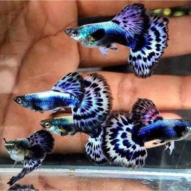 Jual ikan hias guppy BLUE IVORY hiasan aquarium,kolam dan aquascape sepasang jantan betina trio ...
