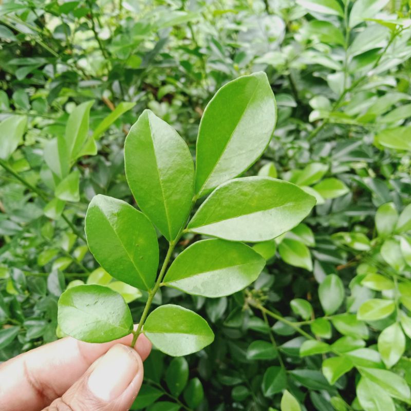 Jual Daun kemuning segar herbal prawatan kulit 150 gr | Shopee Indonesia