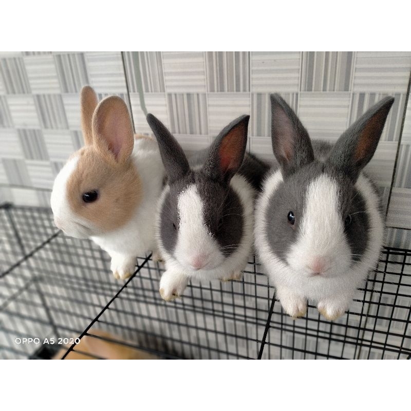 Jual Kelinci Panda(Dutch) + Pakan | Shopee Indonesia