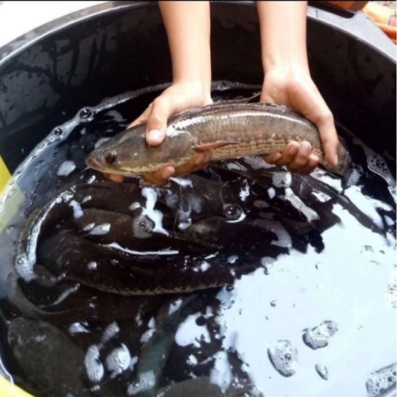 Jual ikan gabus 1kg ikan gabus hidup 1 kg | Shopee Indonesia