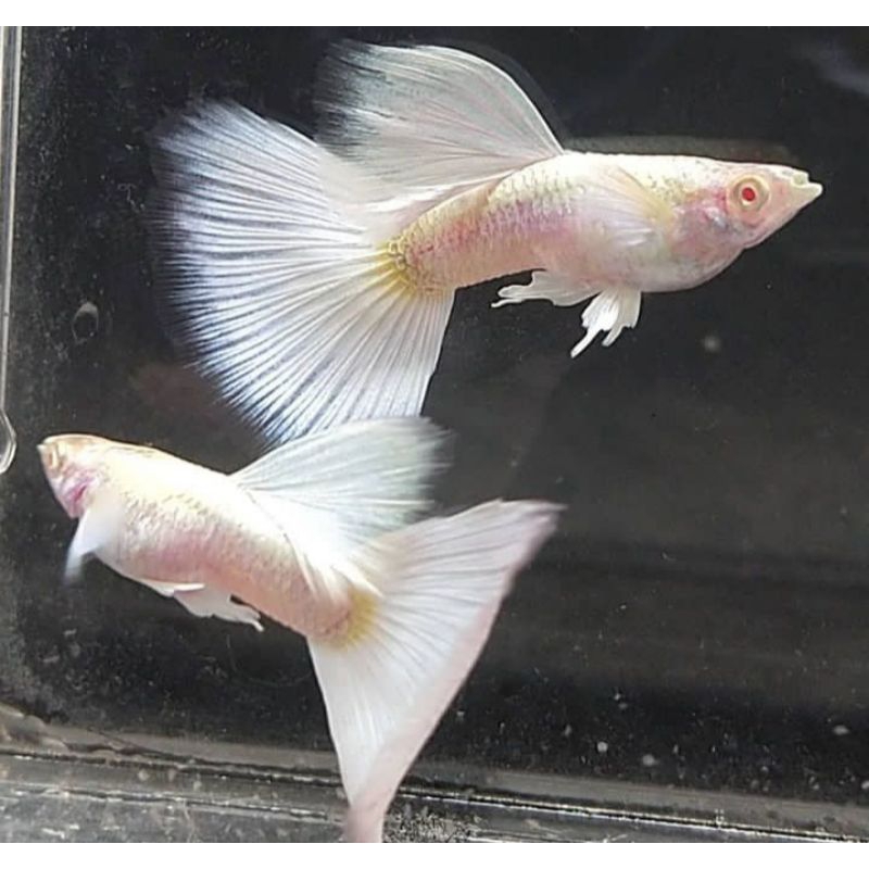 Jual ikan hias guppy AFP Albino Full Platinum hiasan aquarium,kolam dan aquascape sepasang ...