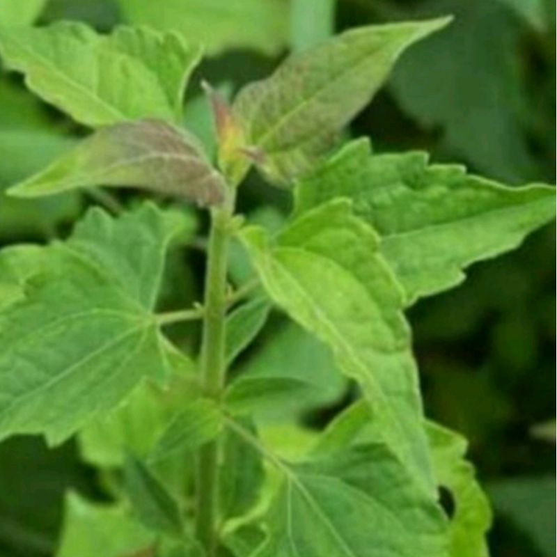 Jual 500 gram daun kirinyuh segar | Shopee Indonesia