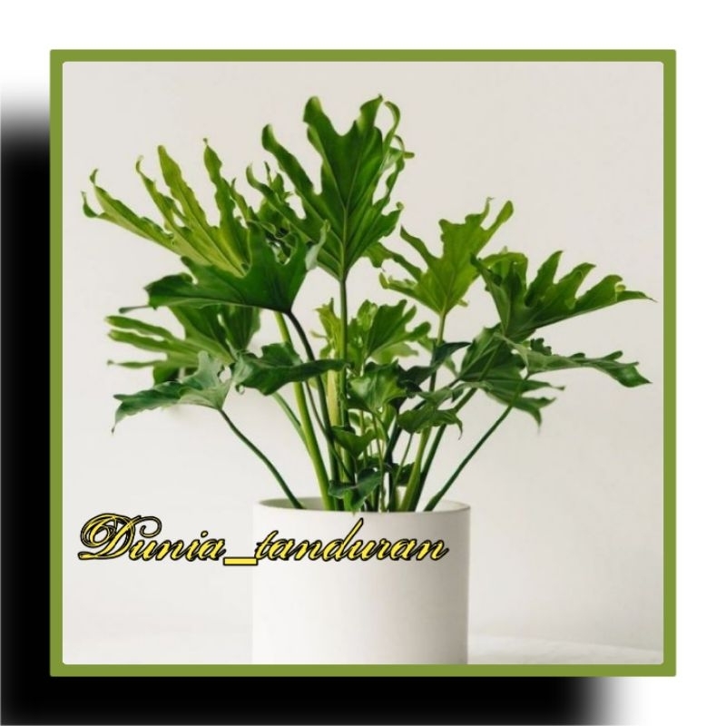 Jual Dendron jari | Shopee Indonesia
