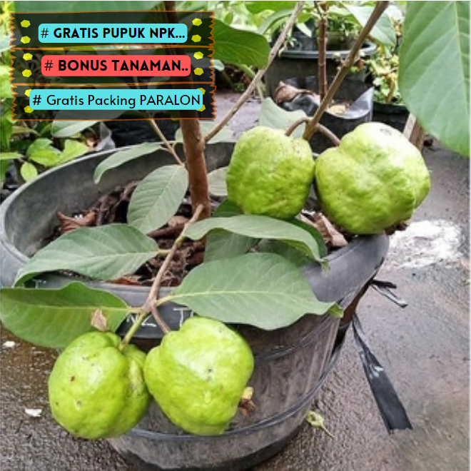 Jual Bibit Jambu Kristal Merah Super – Red Guava Unggul, Cepat Berbuah ...