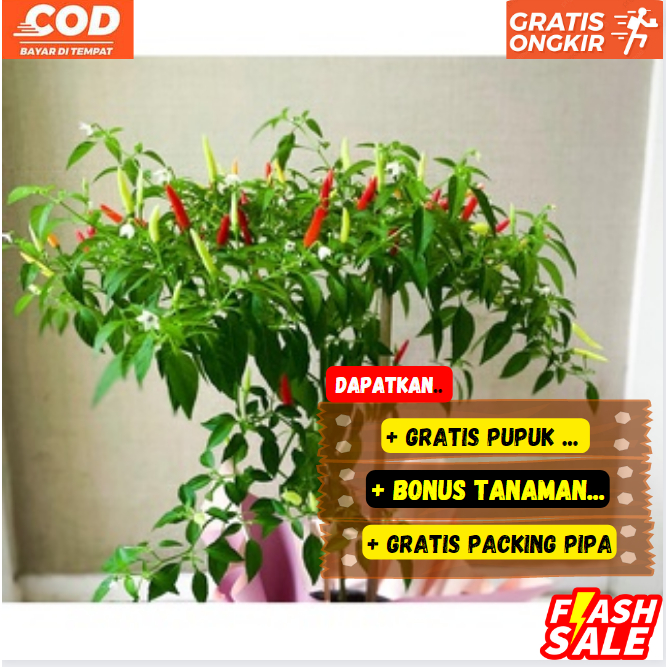 Jual Pohon Cabe Rawit Bibit ASLI Sudah Berbuah Lebat Pedas Poll | Shopee Indonesia