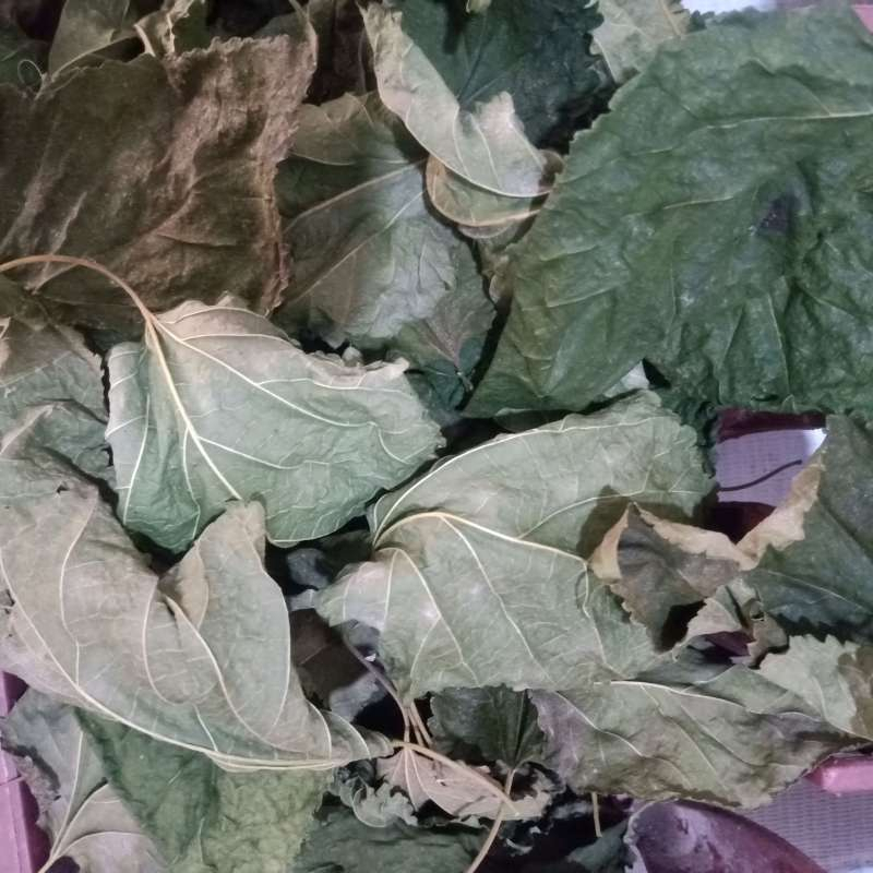Jual HERBAL TERBAIK DAUN MURBEI KERING MORUS MULBERY- 100 GRAM | Shopee ...
