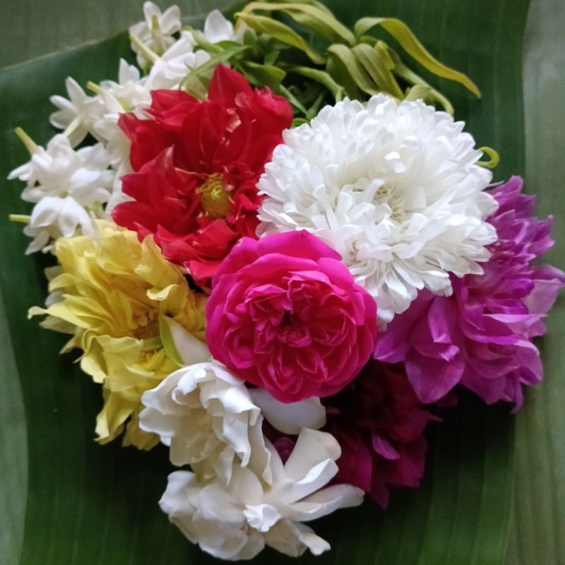 Jual Bunga Datuk Segar | Shopee Indonesia