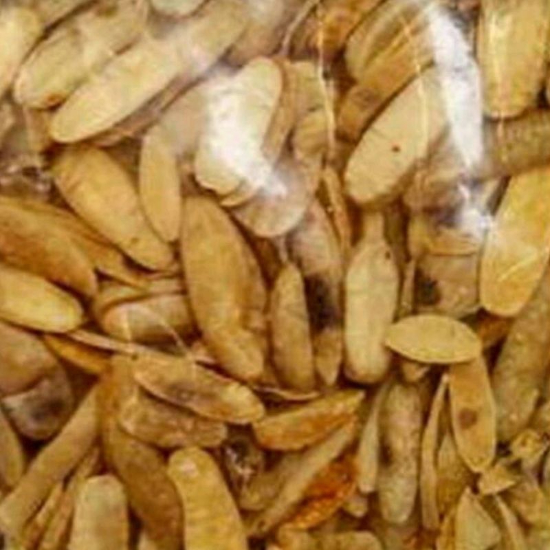 Jual Canguk Benguk / Kacang Benguk Gurih Renyah Khas Bantul 500 Gram ...