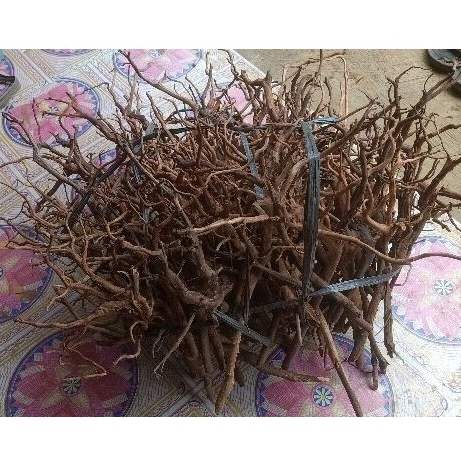 Jual akar Rasamala 50 batang ( S ukuran nya ) superrr | Shopee Indonesia