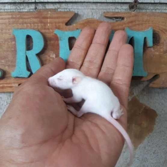 Jual Pinbul Rat | Shopee Indonesia