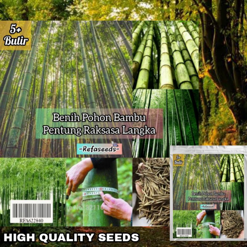 Jual KEMASAN (5 Butir) Biji Benih Pohon Bambu Pentung China Original ...