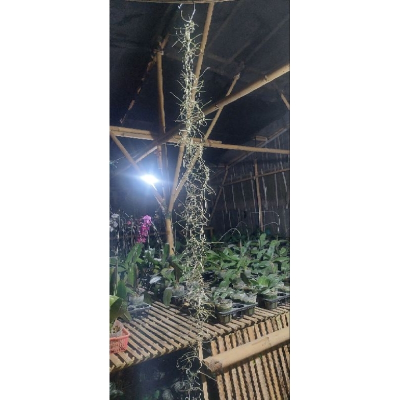 Jual Jenggot Dewa Acir panjang 90 Cm up / jenggot musa / tilandsia ...