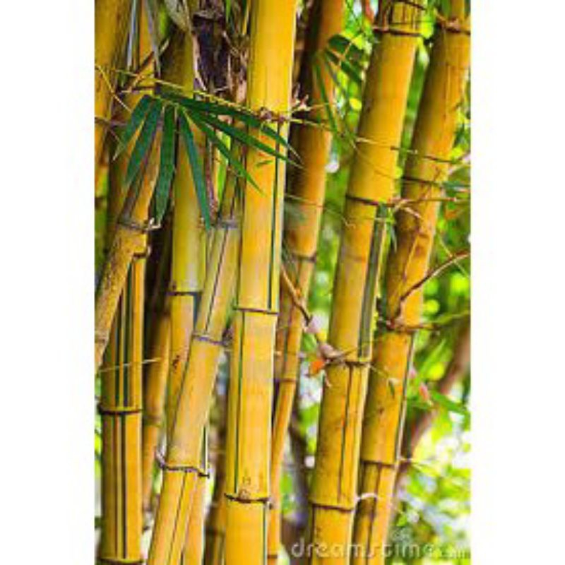Jual Batang Bambu Kuning Besar Perbatang / Bibit Bambu Kuning | Shopee ...