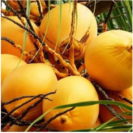 Jual Buah Kelapa Gading Muda Segar 1 pcs | Shopee Indonesia