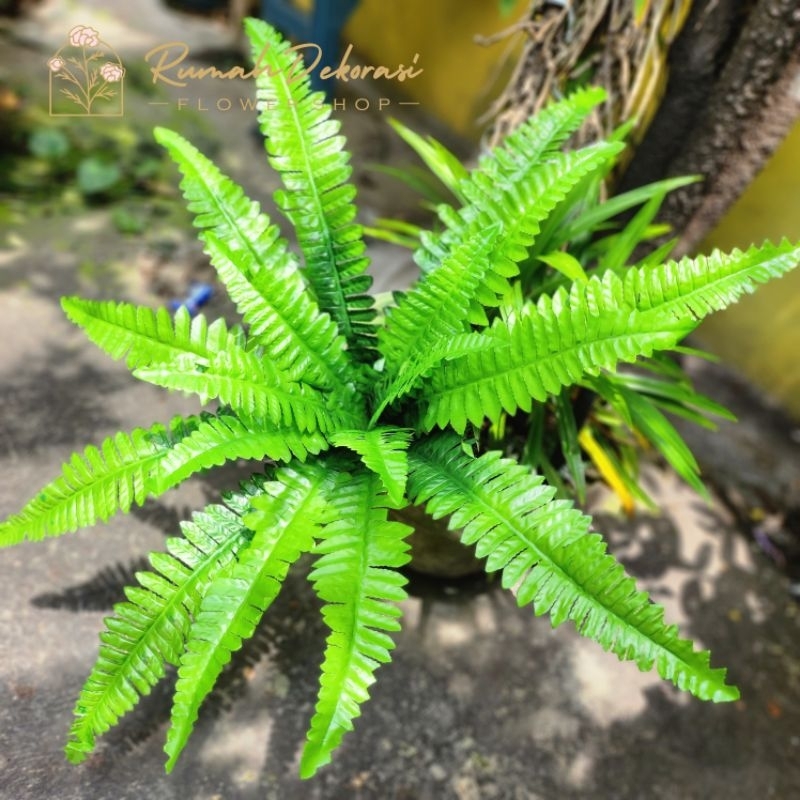 Jual Daun Pakis Boston Ulir / Daun Persia Hias Artificial (Tanpa Pot ...