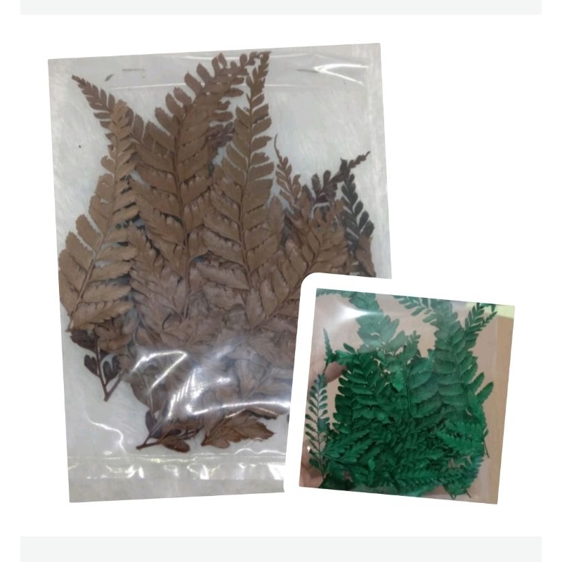 Jual DAUN PAKIS KERING RUSTIK MAHAR DEKORASI | Shopee Indonesia