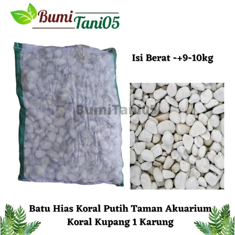 Jual Batu Hias Koral Putih Sedang Taman Aquarium 1 Karung Koral Kupang | Shopee Indonesia