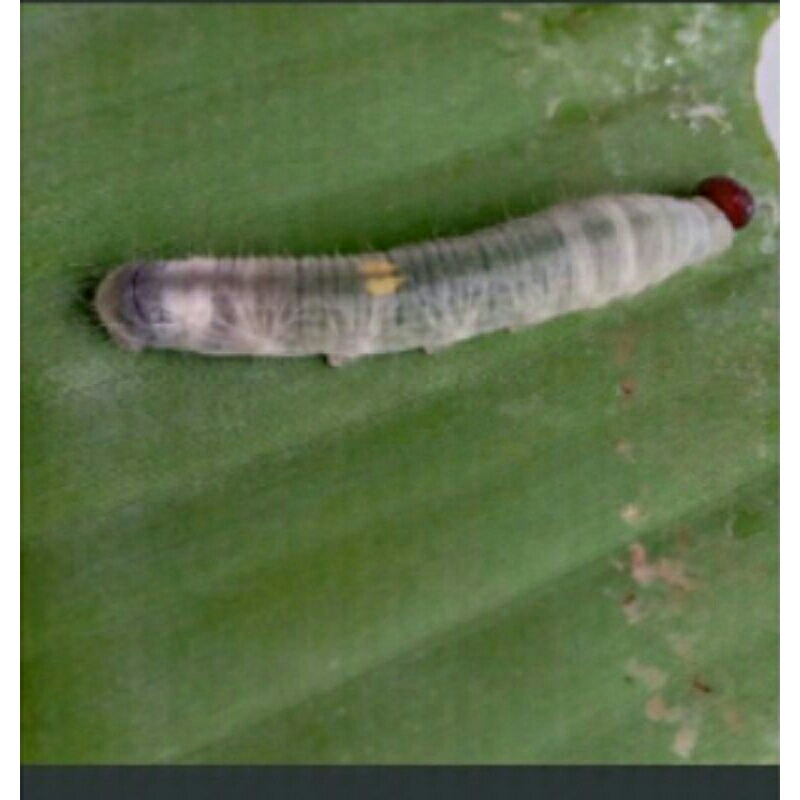 Jual Ulat daun pisang | Shopee Indonesia