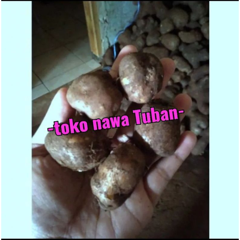 Jual kentang hitam, kentang bulu, kentang Sabrang,kleci 1kg | Shopee ...