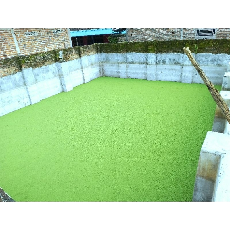 Jual bibit azolla microphylla 10kg | Shopee Indonesia