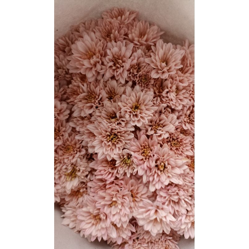 Jual Bunga Aster Potong - Bunga Krisan - Bunga Bandung - Bunga Hari ...